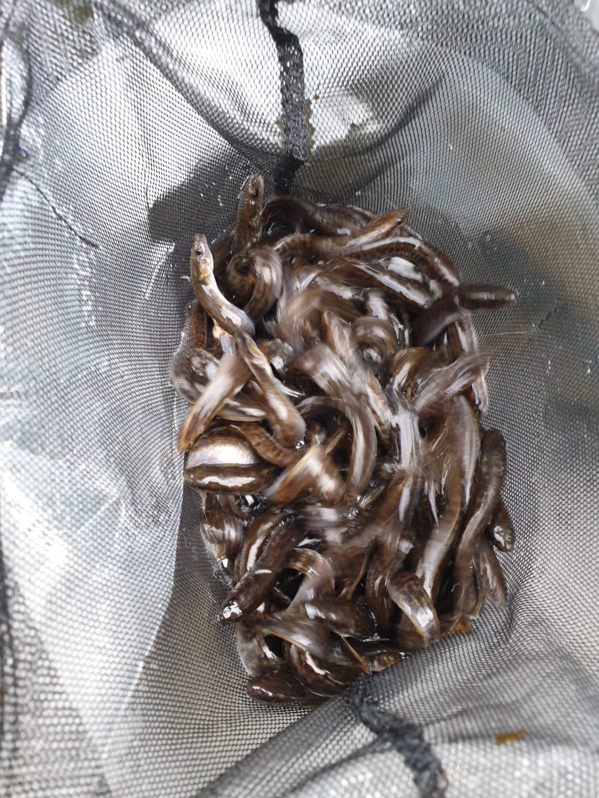 Anglerbund ISARIA – Anglerbund Isaria München