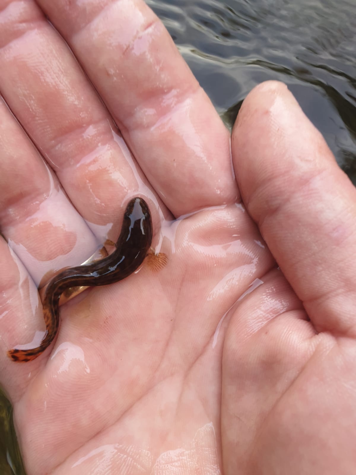 Anglerbund ISARIA – Anglerbund Isaria München