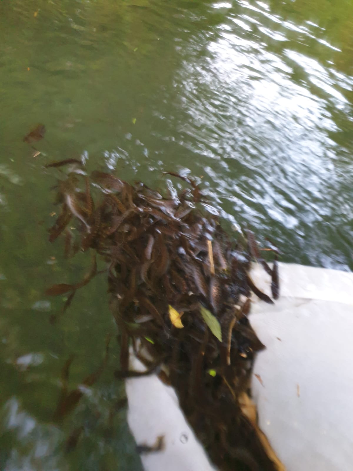 Anglerbund ISARIA – Anglerbund Isaria München