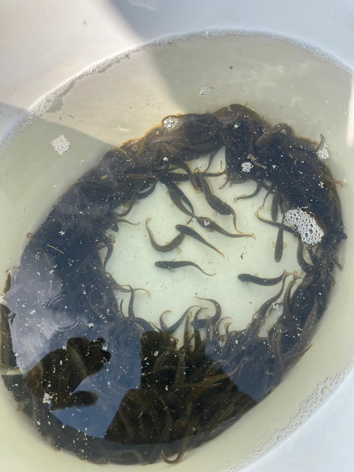 Anglerbund ISARIA – Anglerbund Isaria München