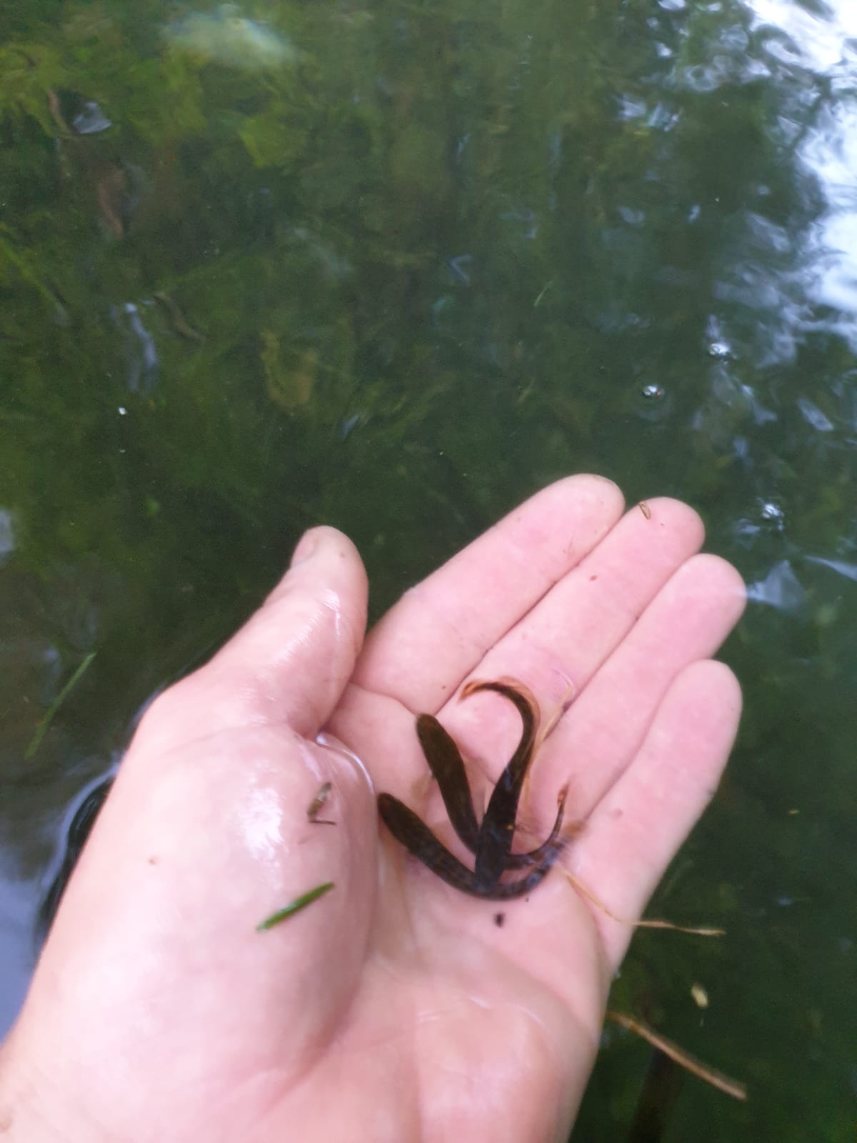 Anglerbund ISARIA – Anglerbund Isaria München