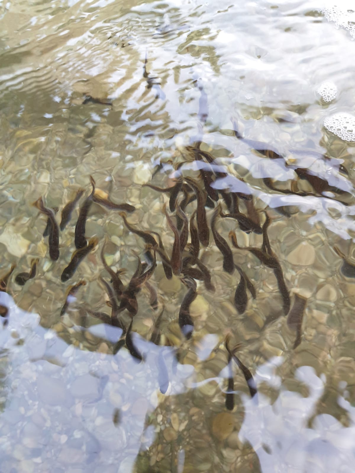 Anglerbund ISARIA – Anglerbund Isaria München